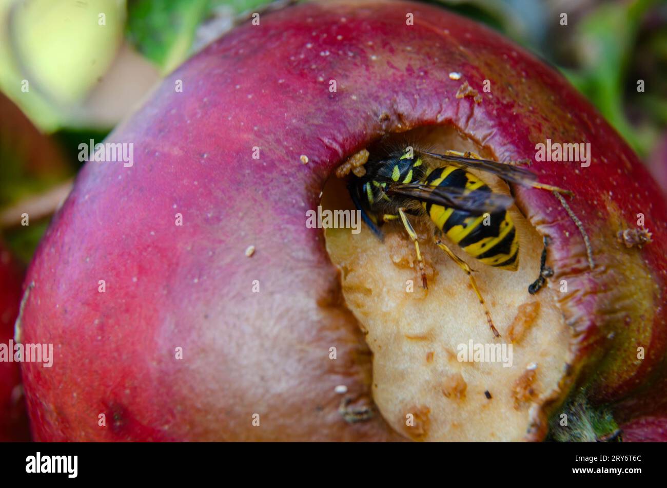 Apple pest hi-res stock photography and images - Alamy