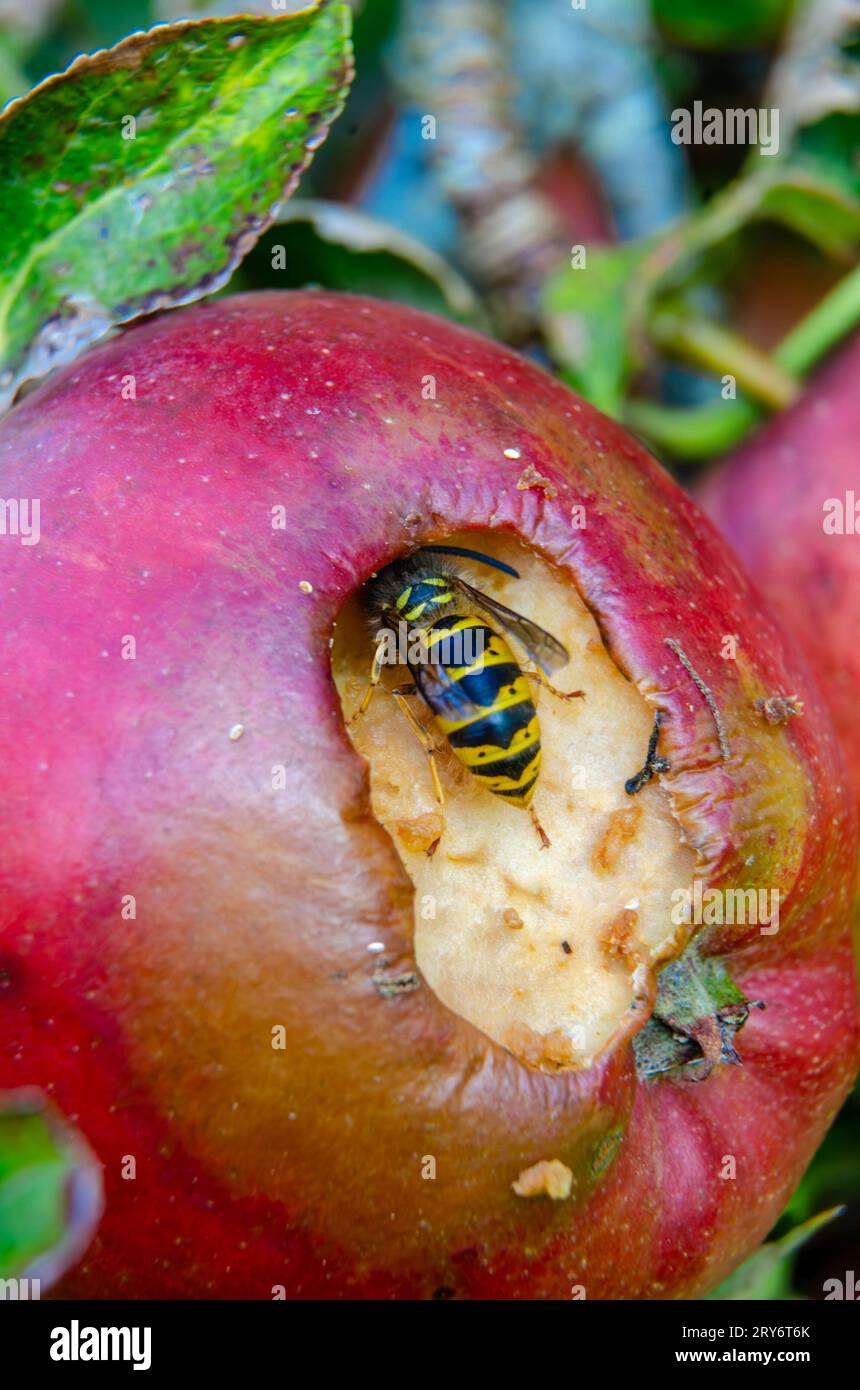 Close up of a wasp eating an apple on an apple tree in a UK back garden ...