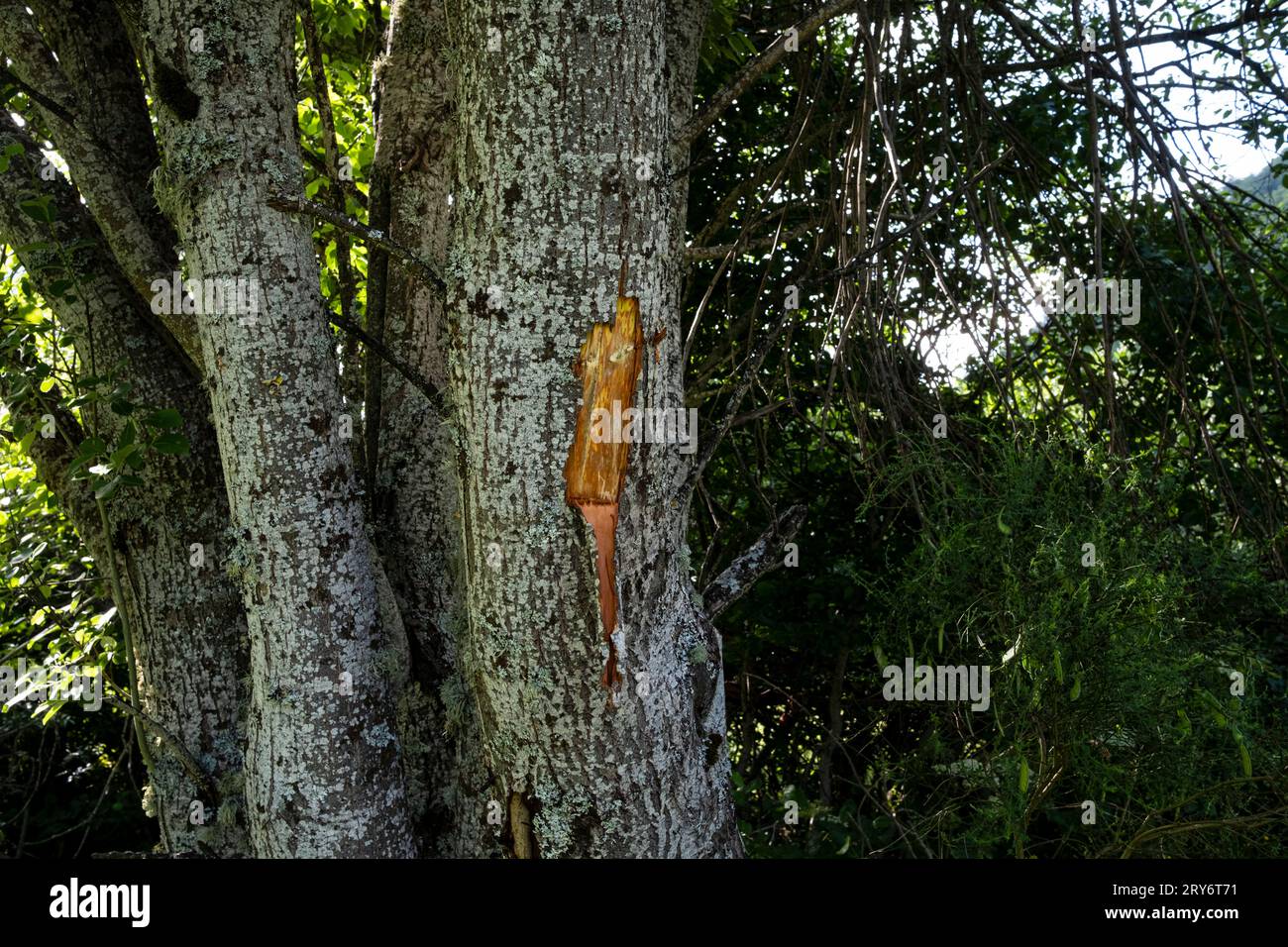 Asturias, Spain - 14 June 2022 : Ripped tree bark made by a brown bear ...