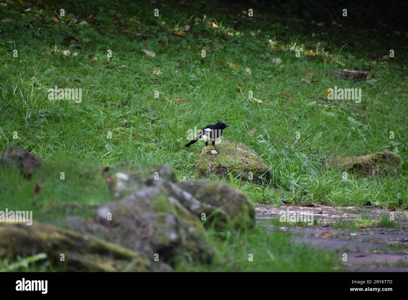 magpie cracking some hard food Stock Photo - Alamy