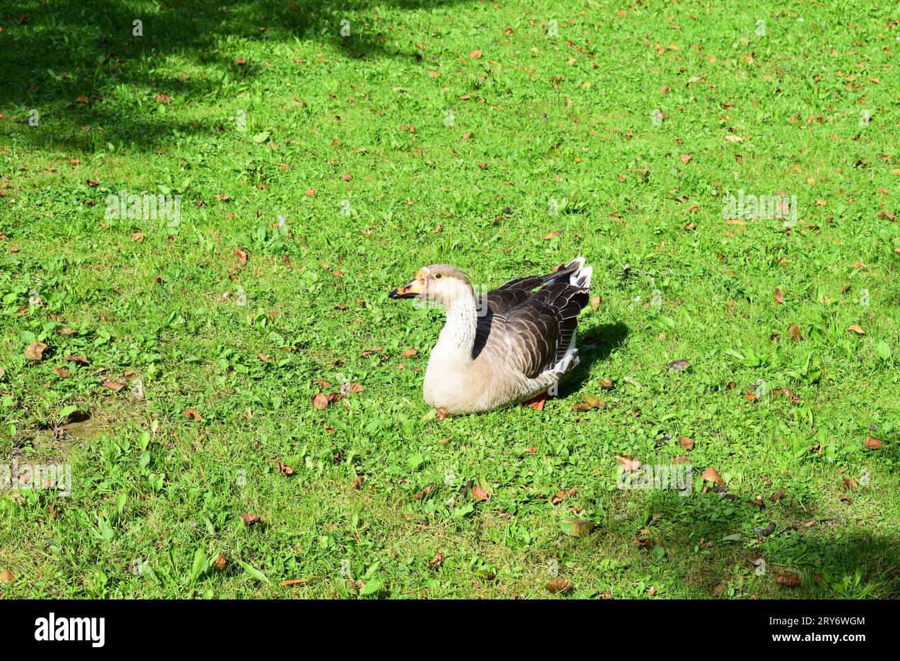 Fat reservoir hi-res stock photography and images - Alamy