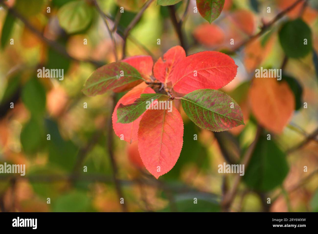 Red chokeberry tree hi-res stock photography and images - Alamy