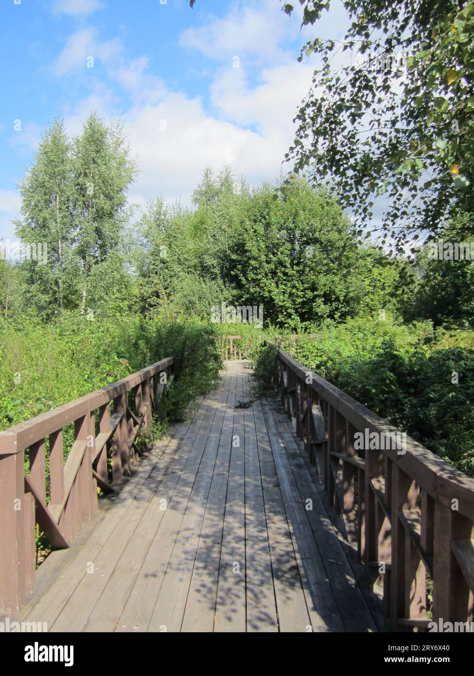 Eco trail for walking between trees and bushes, blue sky. Environment ...