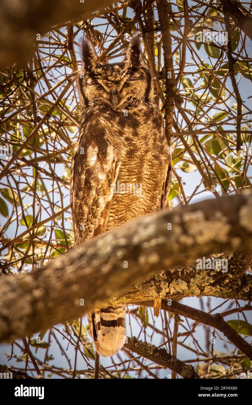 Grayish eagle owl hi-res stock photography and images - Alamy