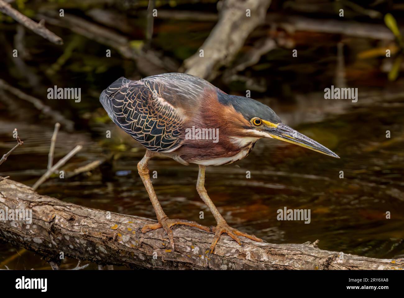 Image of a green heron captured on the island of Barbados, Lesser ...