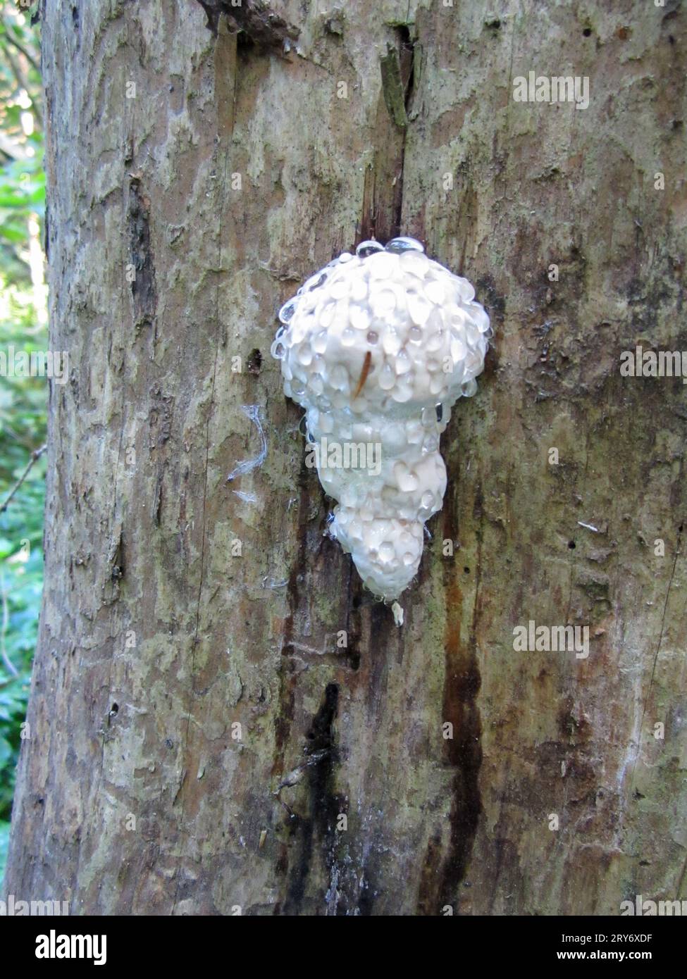 Edible mushroom Tinder fungus edged with armor. Fomitopsis pinicola on ...