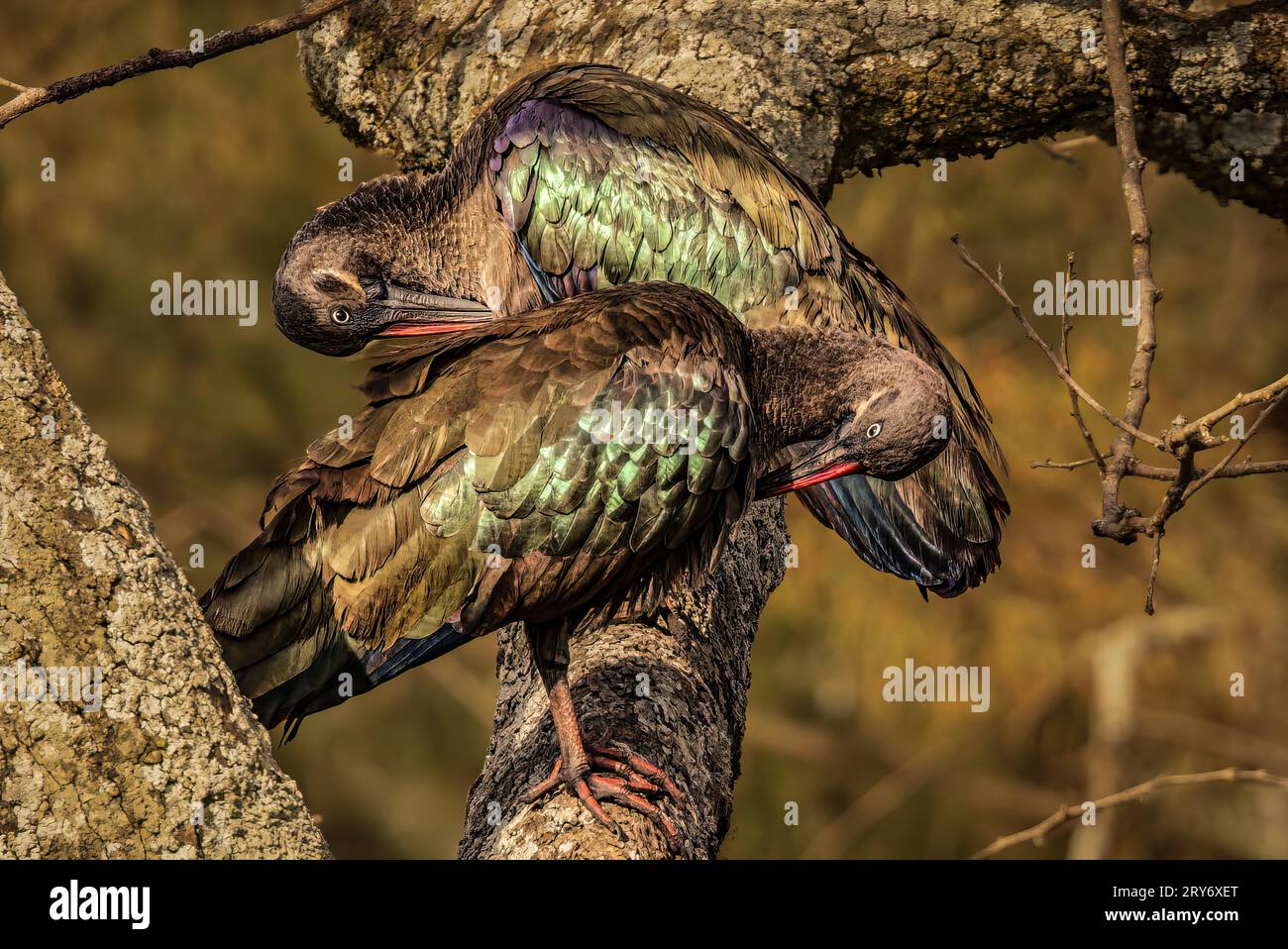 Two hadada ibis preening in the Great Rift Valley, Ethiopia Stock Photo ...