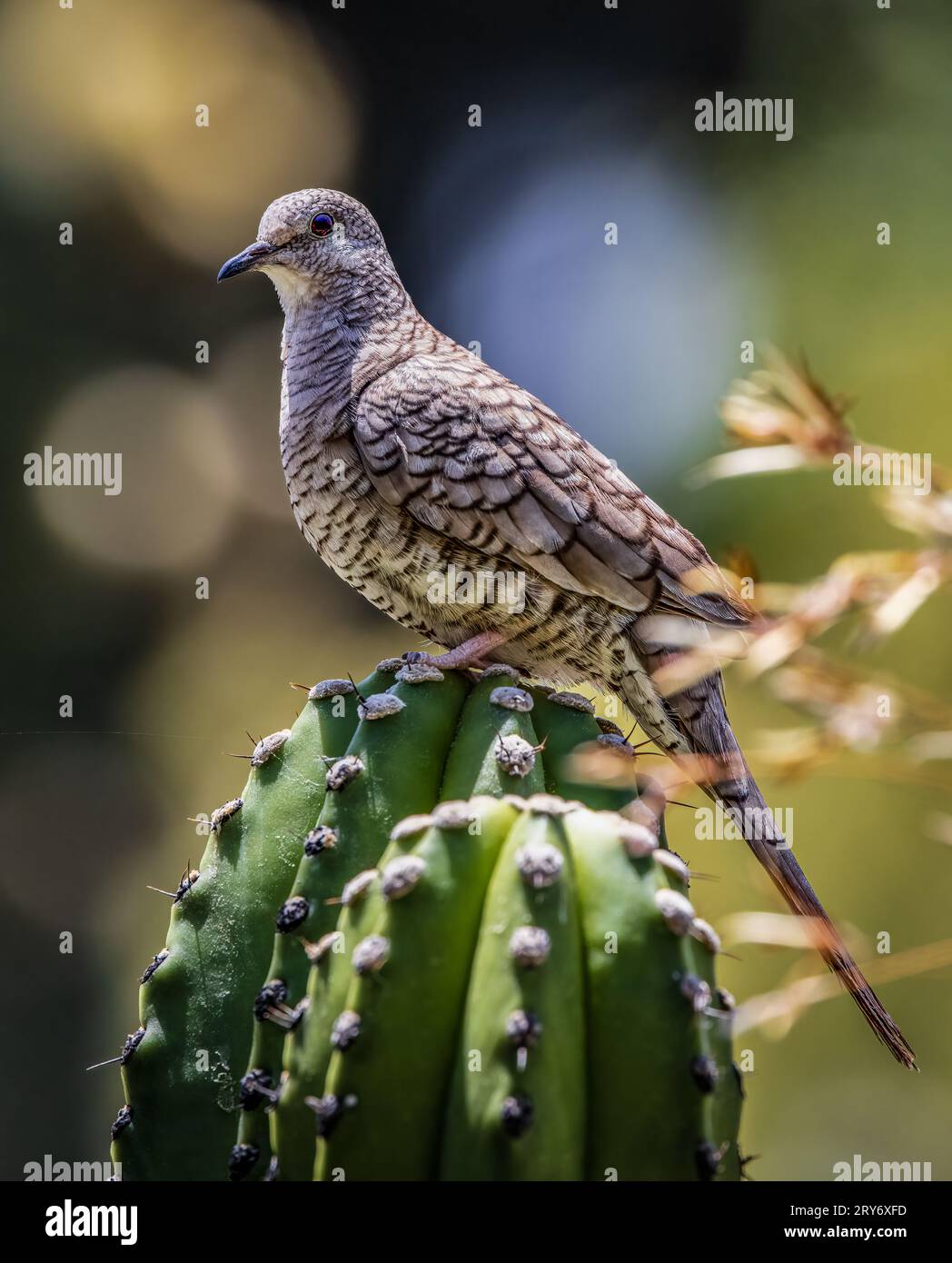 Dove in cactus hi-res stock photography and images - Alamy