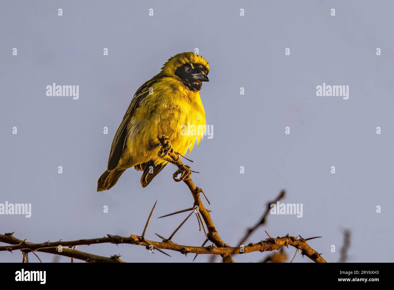 A little weaver sits on a branch in the Omo Valley of Ethiopia Stock ...