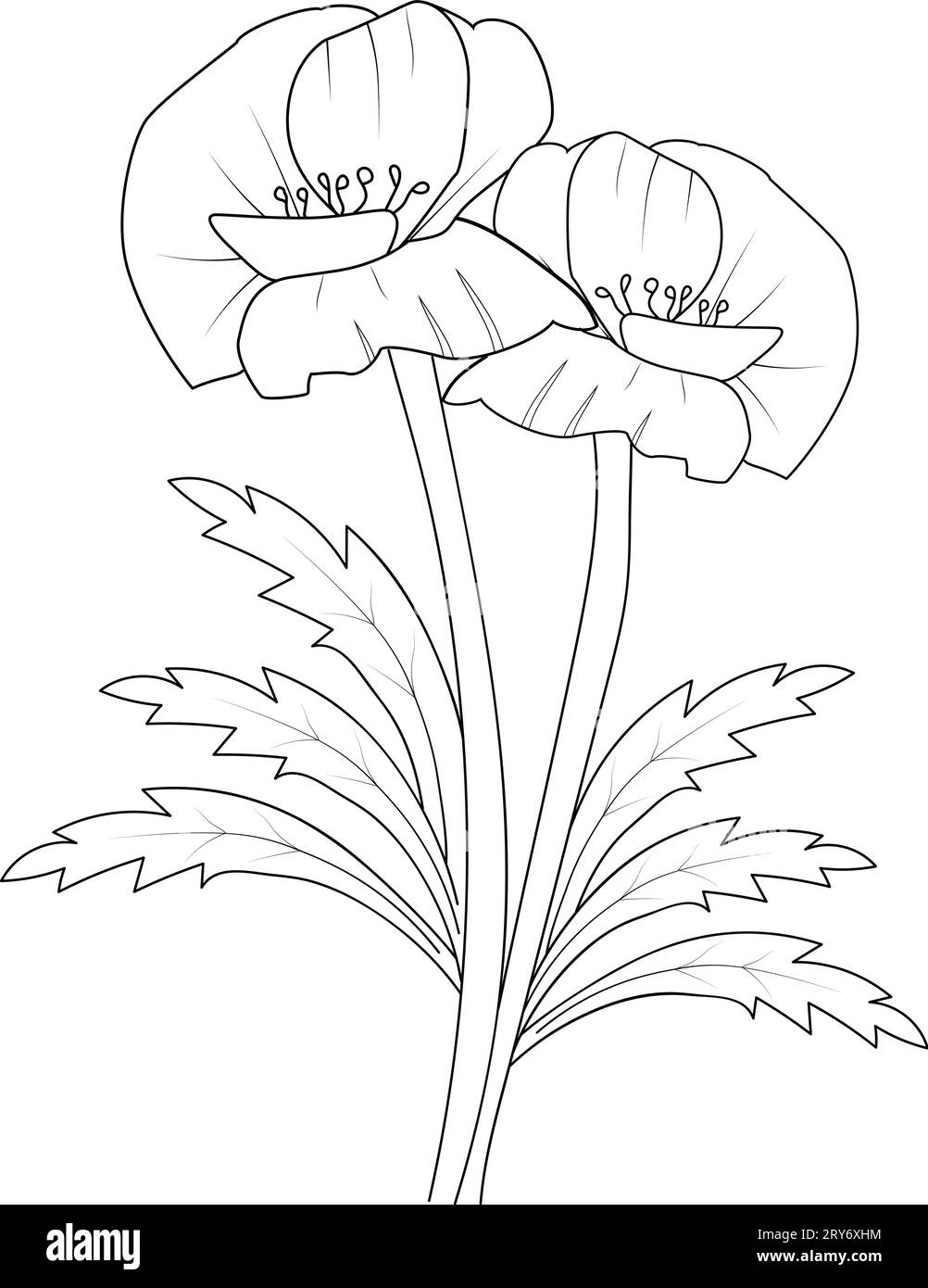 Himalayan flower Stock Vector Images - Alamy