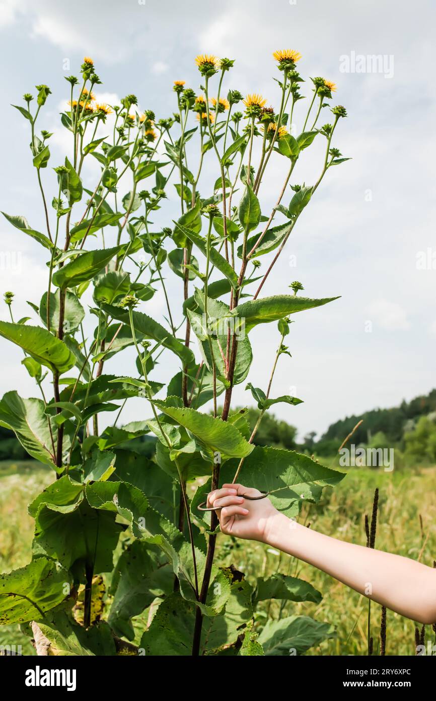 Inula helenium suppresses inflammation, stimulates sweat, bile and ...