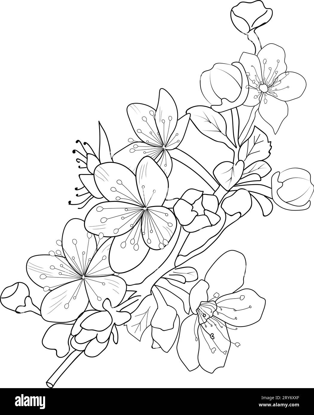 Japanese Cherry Blossom Tree Pencil Drawing