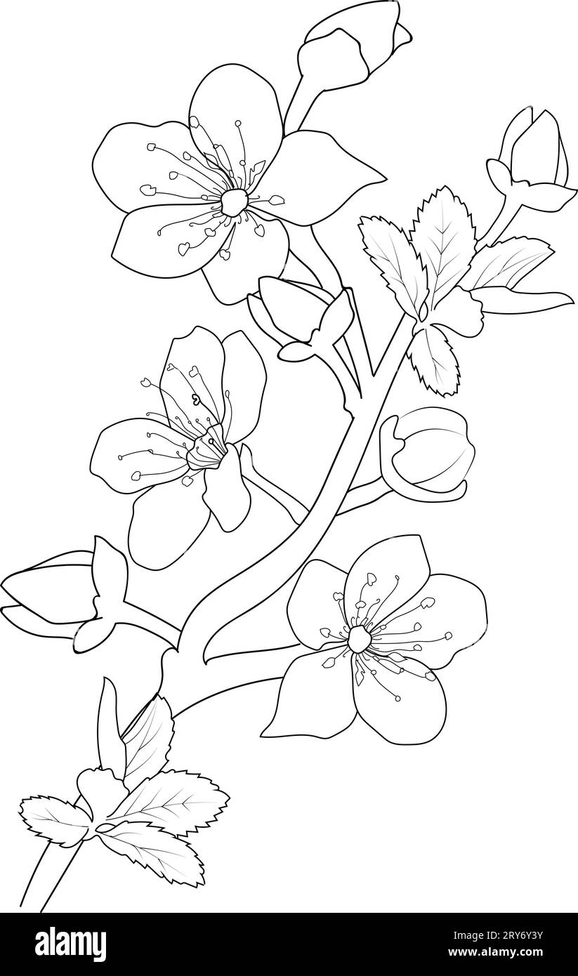 Simple Cherry Blossom Drawing