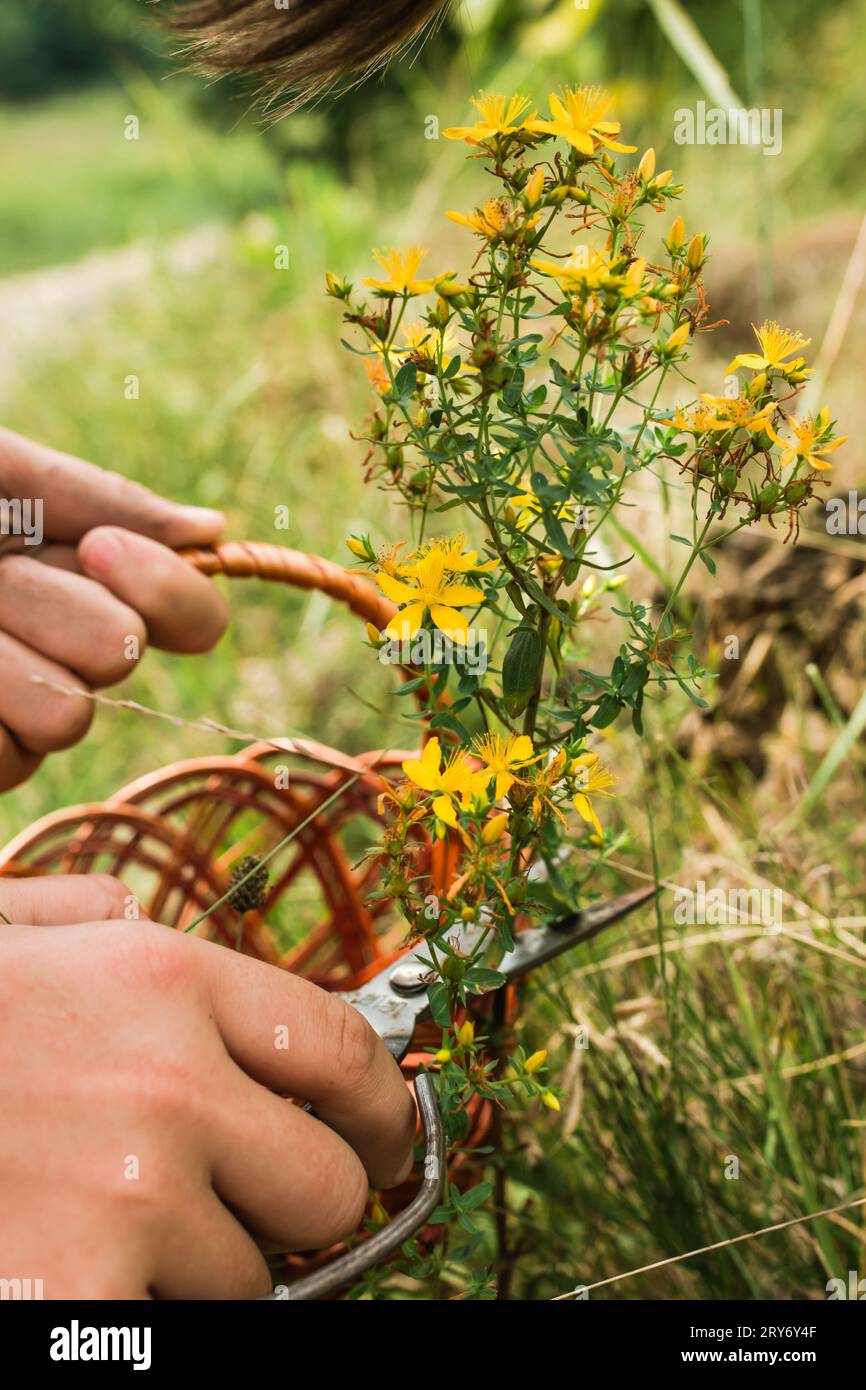 Cutting hand St. John's wort. Hypericum - St Johns wort plants yellow ...
