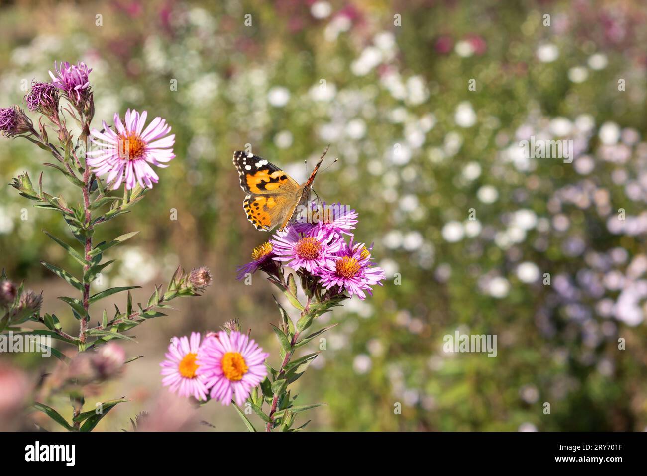 Painted Lady , Vanessa cardui butterfly feeds on Aster flower in ...