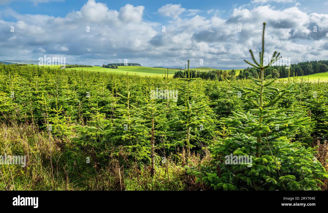 Farmed field with tree hi-res stock photography and images - Alamy