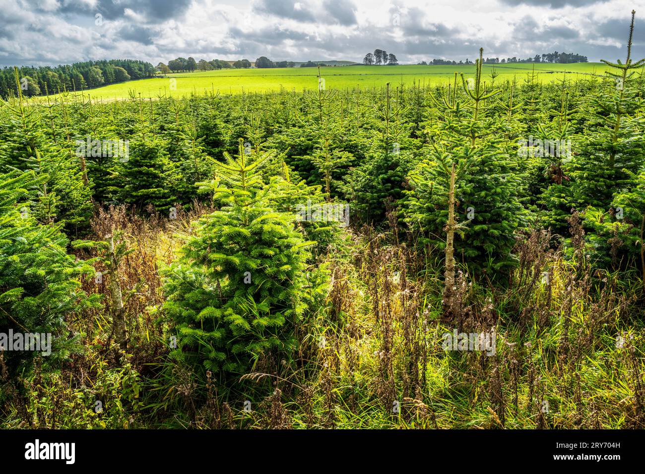 Christmas september scotland hi-res stock photography and images - Alamy