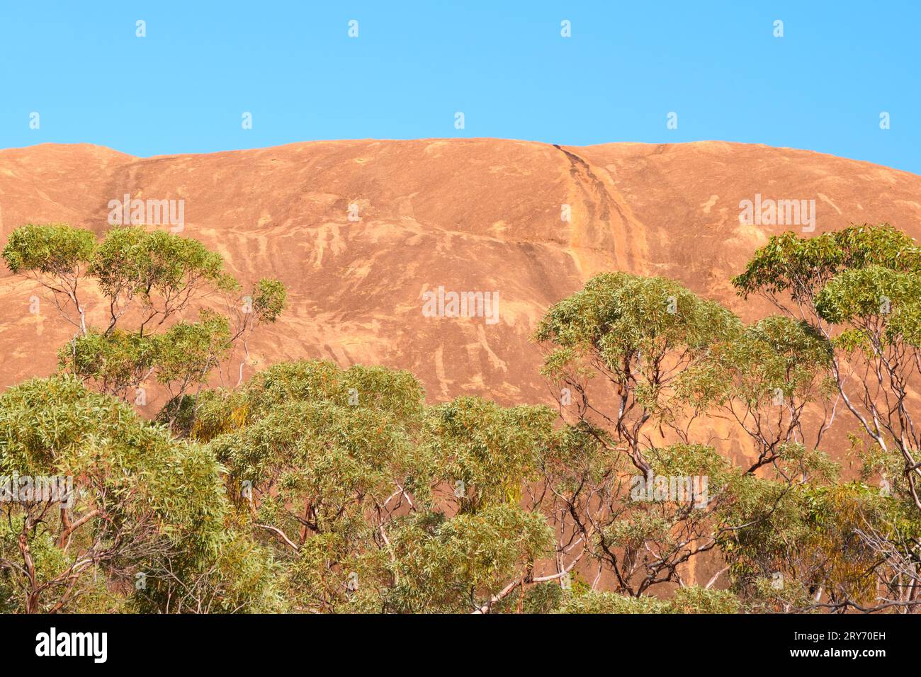 Salmon gum trees eucalyptus salmonophloia hi-res stock photography and ...