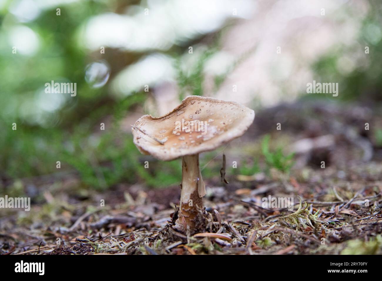 Lactarius delicious/ Saffron milkcap Stock Photo - Alamy