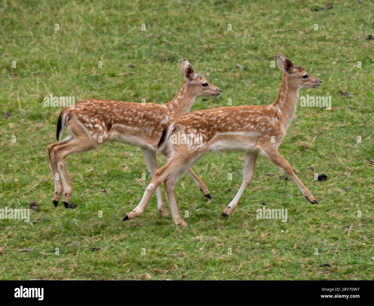 Two young fallow deer hi-res stock photography and images - Alamy