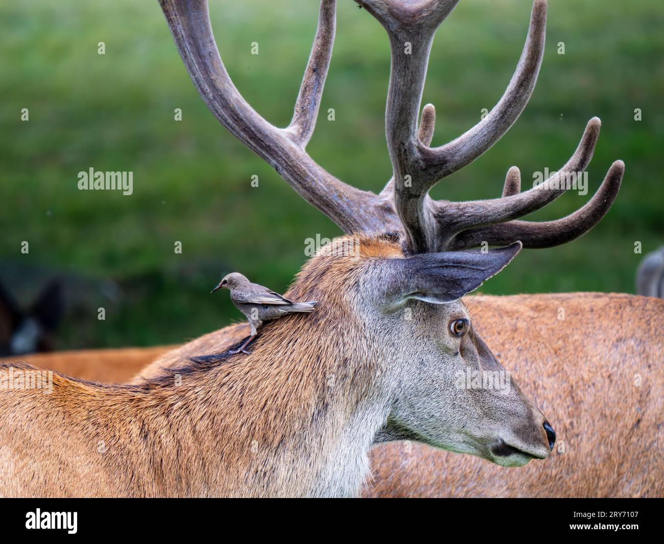 Starling Feeding on Flies from a Red Deer Stag Stock Photo - Alamy