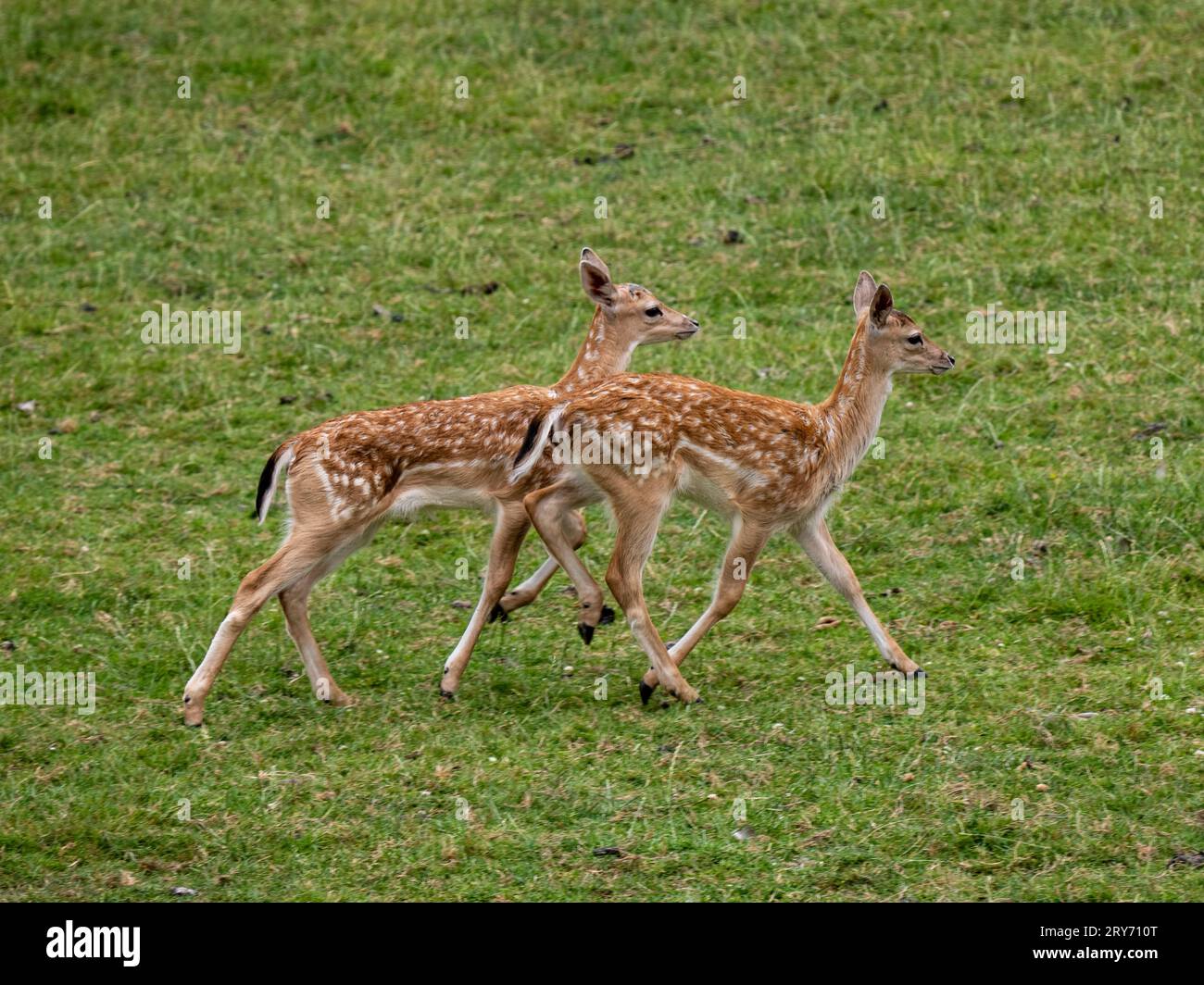 Two Young Fallow Deer Running Stock Photo - Alamy