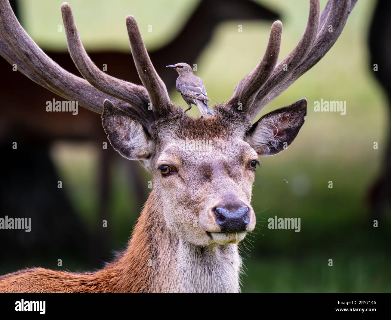 Starling Feeding on Flies from a Red Deer Stag Stock Photo - Alamy