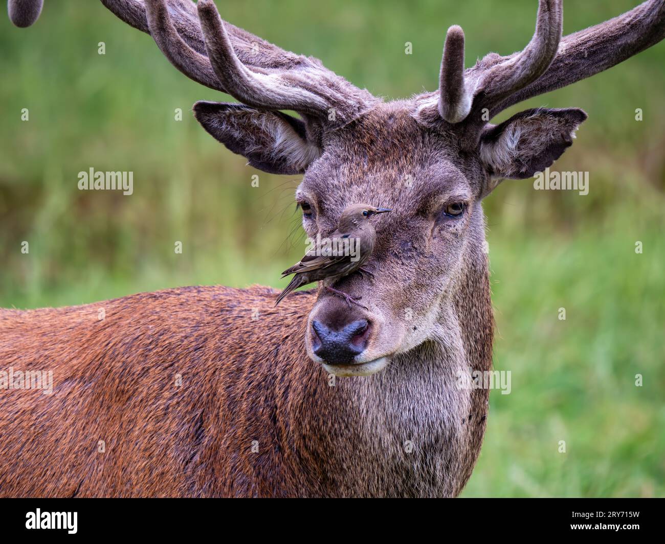 Starling Feeding on Flies from a Red Deer Stag Stock Photo - Alamy