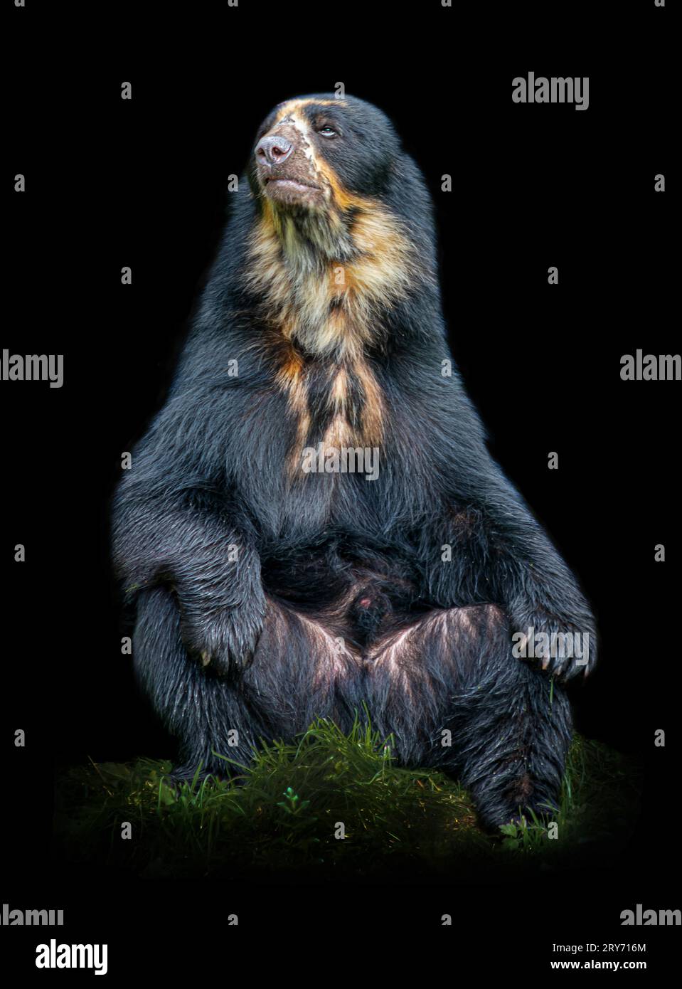 This Andean Bear is a perfect genetic match for the zoo female CHESTER ...