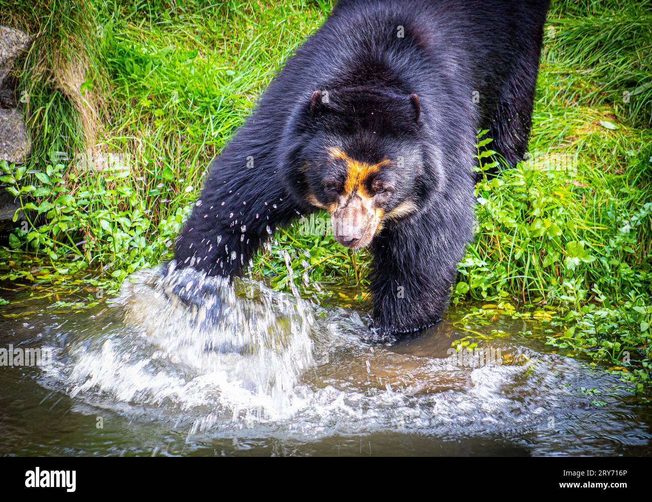 The big bear makes a splash CHESTER ZOO, ENGLAND INCREDIBLE IMAGES show ...