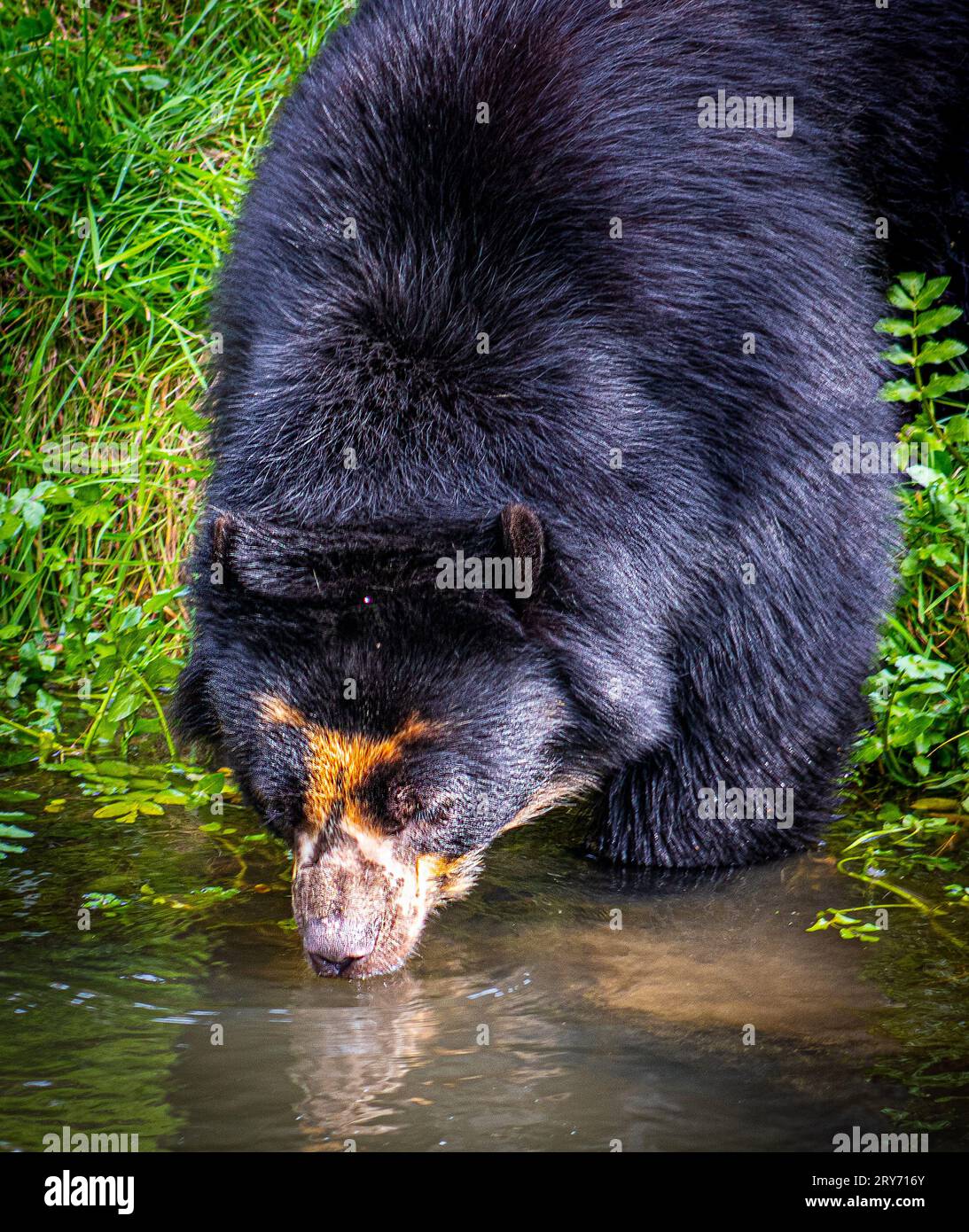 The bear takes a drink CHESTER ZOO, ENGLAND INCREDIBLE IMAGES show the ...