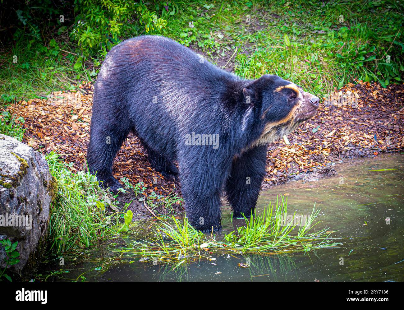 The bear playing in the water CHESTER ZOO, ENGLAND INCREDIBLE IMAGES ...