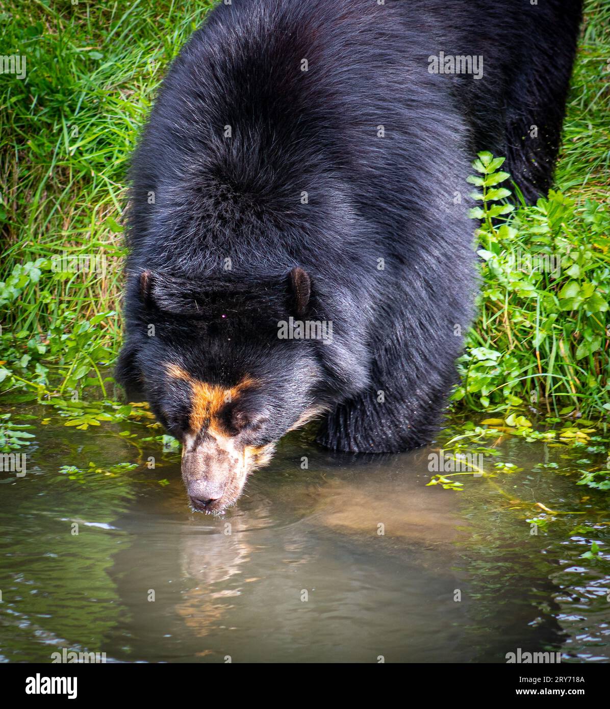 The bear enjoys a refreshing drink in his pool CHESTER ZOO, ENGLAND ...