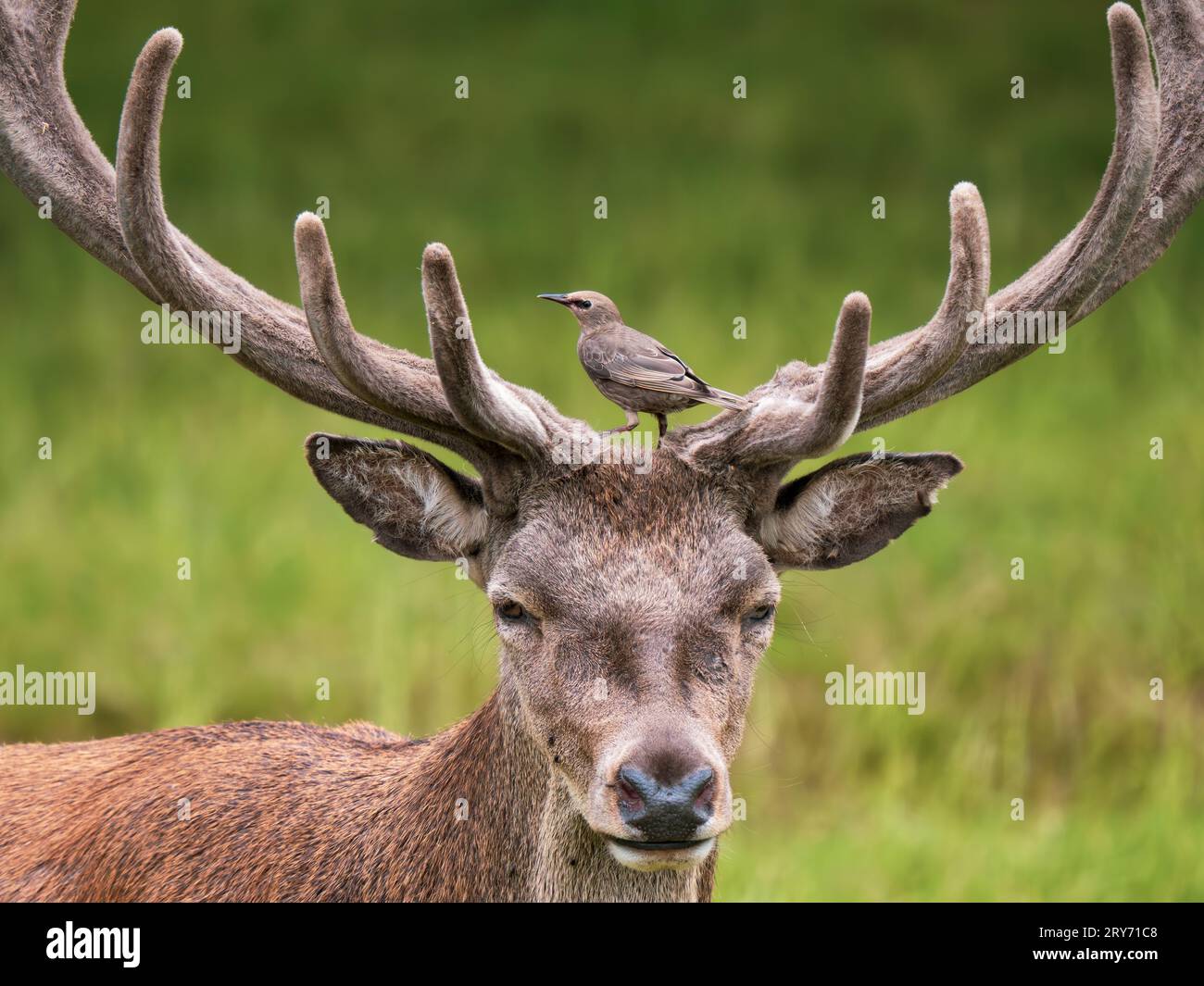 Starling Feeding on Flies from a Red Deer Stag Stock Photo - Alamy