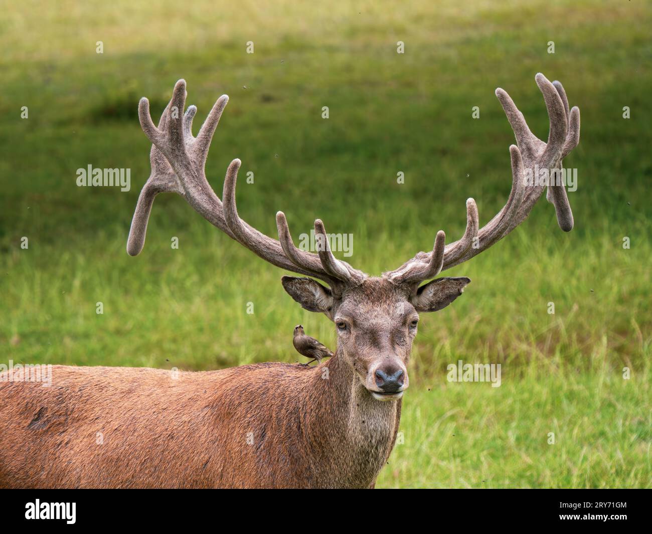 Starling Feeding on Flies from a Red Deer Stag Stock Photo - Alamy