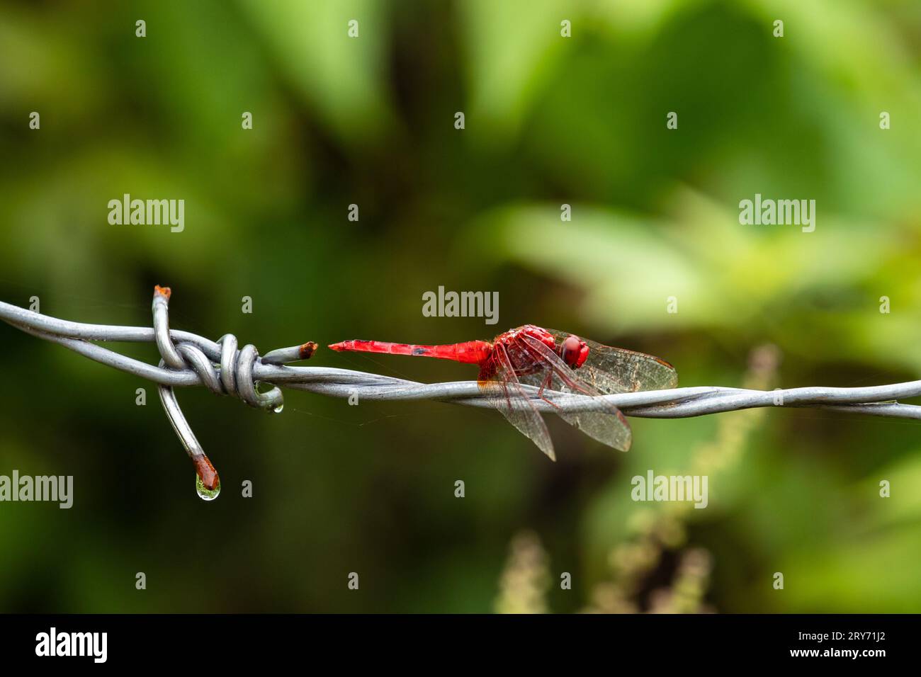 A Red Dragonfly from Vietnam Stock Photo - Alamy