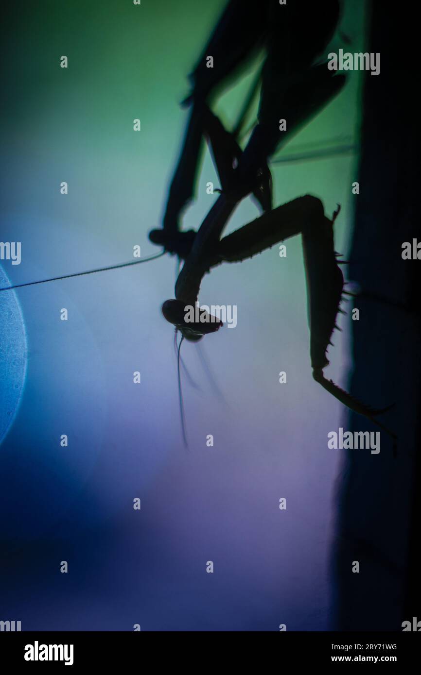 Praying Mantises Mating on my window, backlit with lots of colors ...