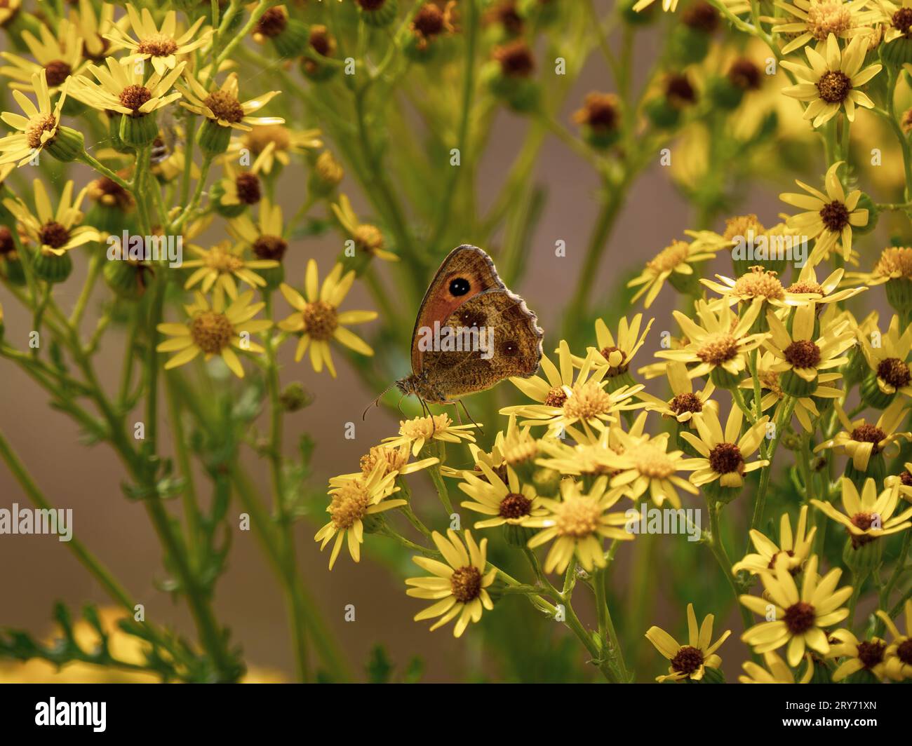 Resting gatekeeper butterfly hi-res stock photography and images - Alamy