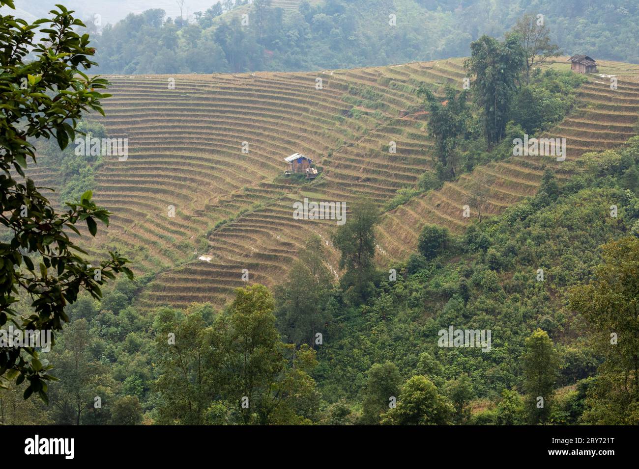 Farm and Rice Terrace at Sapa in Vietnam Stock Photo - Alamy