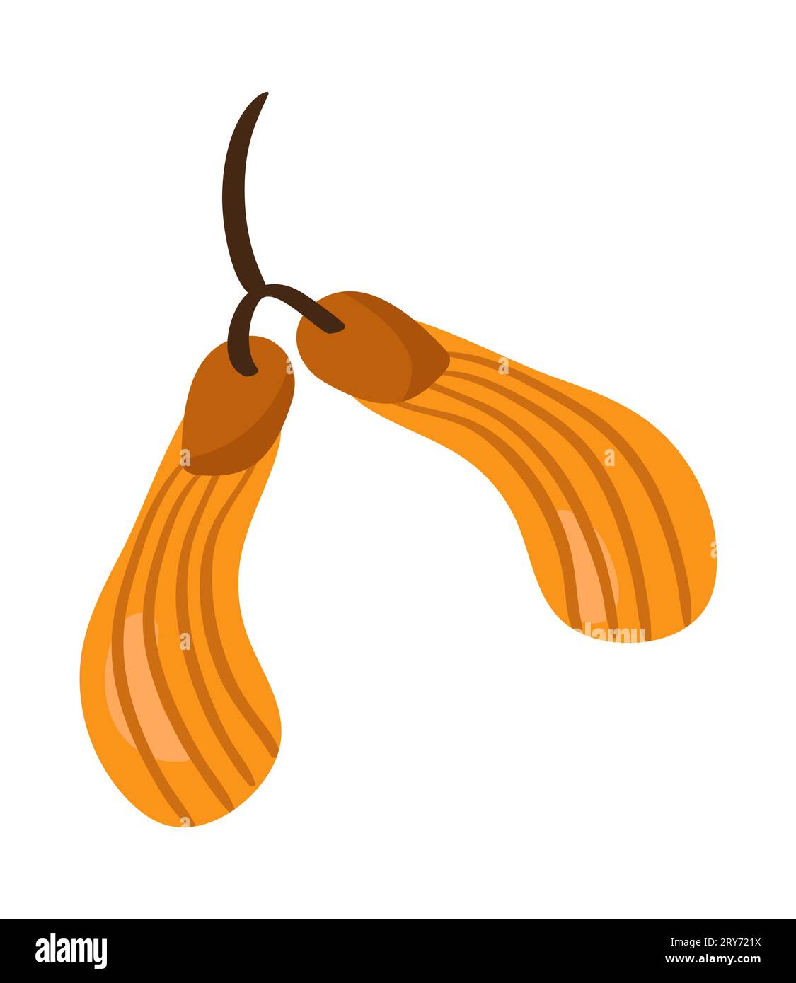 Clipart of maple seed. Doodle of autumn botany, tree leaf. Contemporary ...