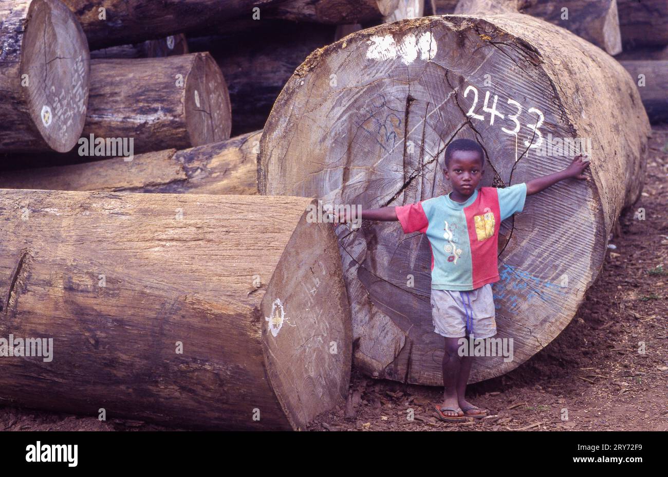 Ghana, Samreboi - child at the logs storage of a sawmill Stock Photo ...