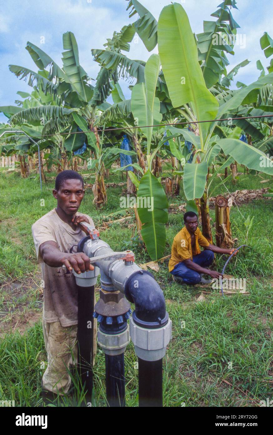 Ghana, New Akrade; worker at the mechanical irrigation system on a ...