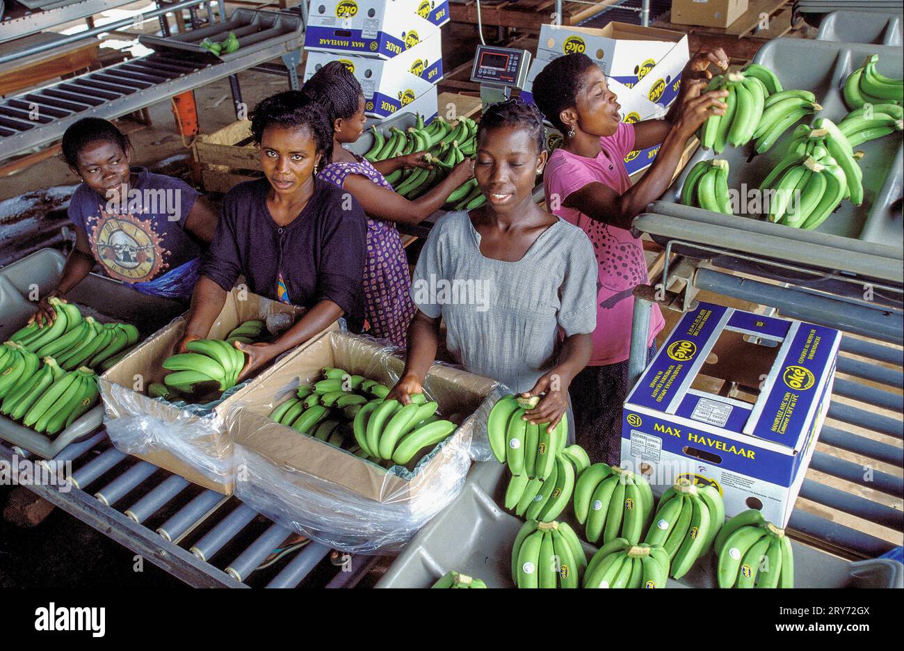 Ghana, New Akrade - on a banana plantation, harvested bananas are ...