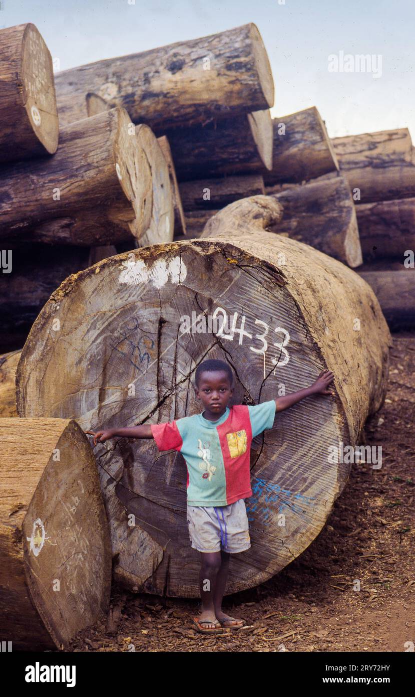 Ghana, Samreboi - child at the logs storage of a sawmill Stock Photo ...