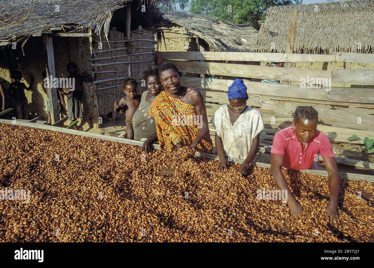 Ghana, Baoase - cocoa beans are dried on a table and bad beans are ...