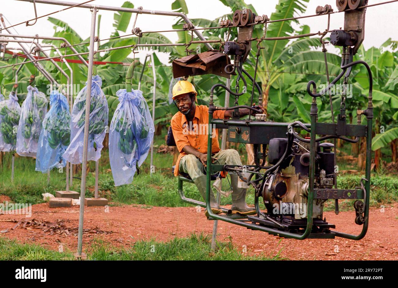 Packing bananas hi-res stock photography and images - Alamy