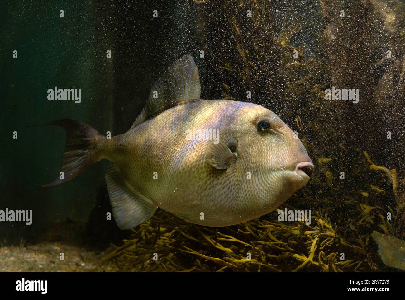 grey triggerfish adult in a aquarium Stock Photo - Alamy