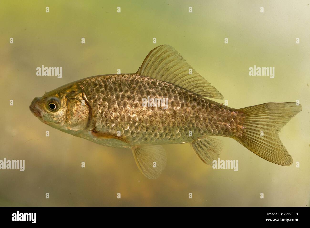 Gibel carp hi-res stock photography and images - Alamy