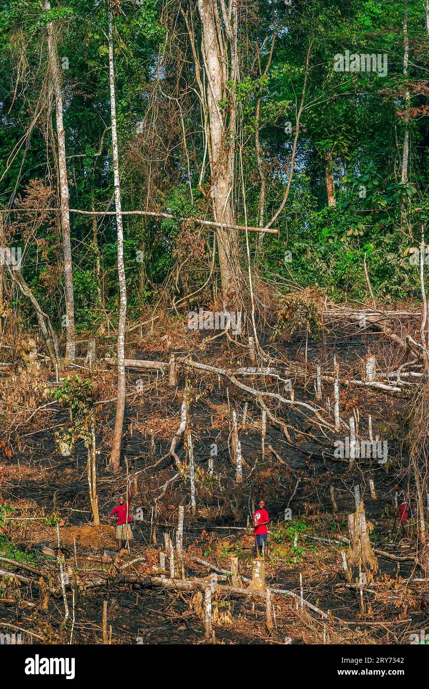 Ghana, Takoradi. Erosion of rainforest because of slash and burn ...
