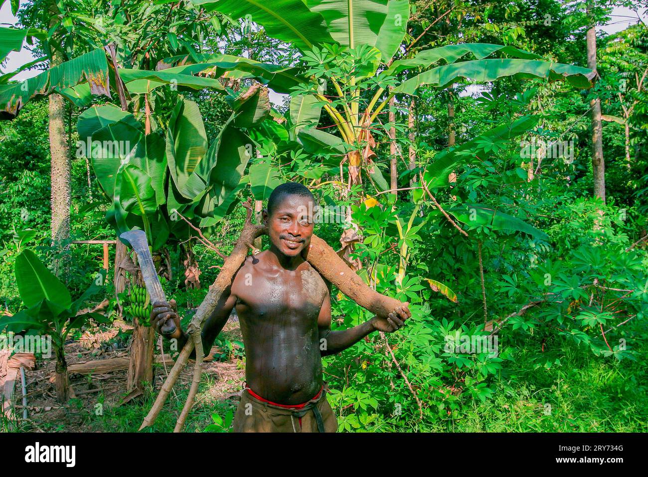 Ghana, Samreboi. Agriculture in rainforest, so called agroforestry. Man ...